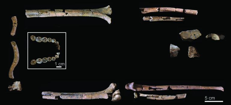 Le plus complet et le plus ancien squelette fossile d’Homo habilis de 2 ...